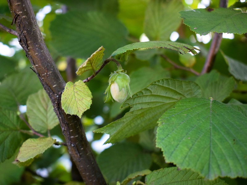 The Complete List of Ireland's Native Plants - Flora Fauna Fun