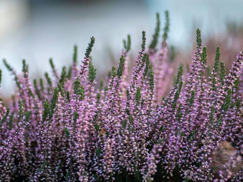 Flowers of Poland: The Complete List - Flora Fauna Fun