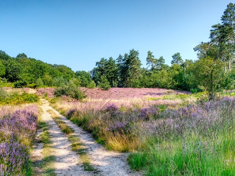 The Complete List of Ireland's Native Plants - Flora Fauna Fun