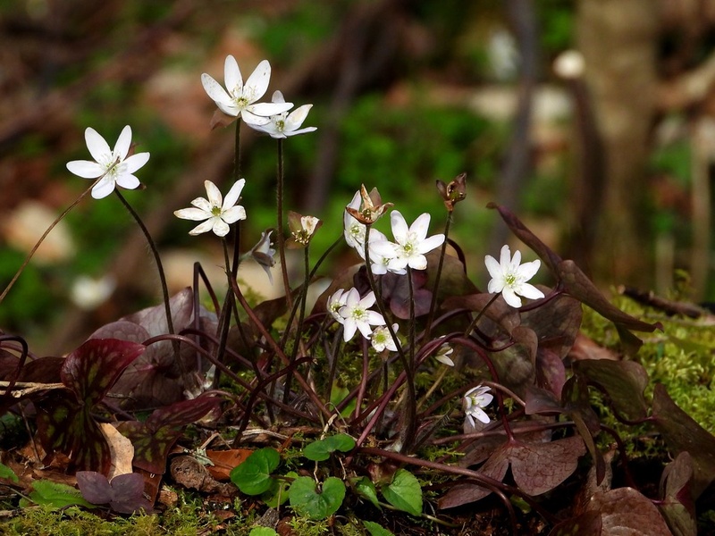 Flowers of Poland: The Complete List - Flora Fauna Fun