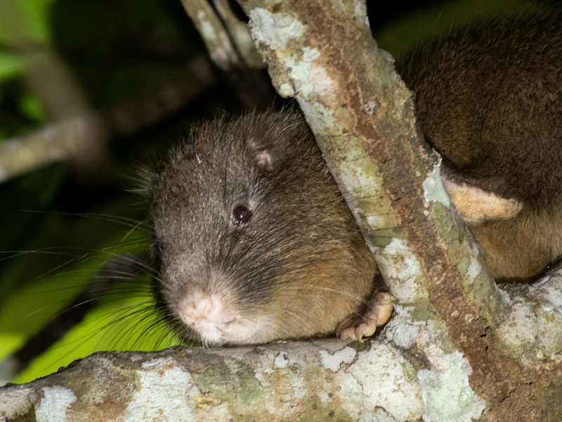 The Complete List of Dominican Republic Native Animals - Flora Fauna Fun