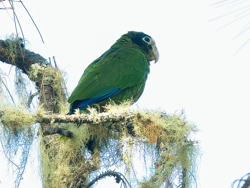 The Complete List of Dominican Republic Native Animals - Flora Fauna Fun