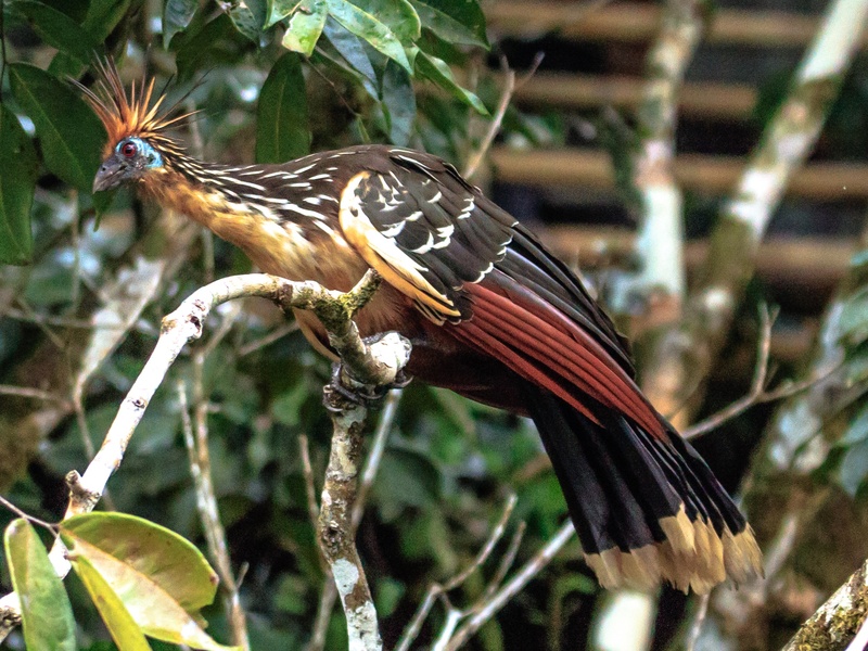 List of Weird Forest Animals - Flora Fauna Fun