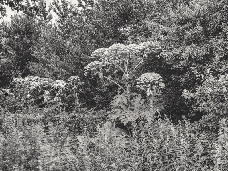 Sweden's Native Plants: The Complete List - Flora Fauna Fun