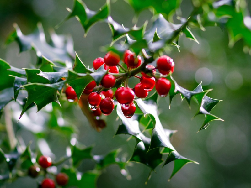 Trees of Scotland: The Complete List - Flora Fauna Fun