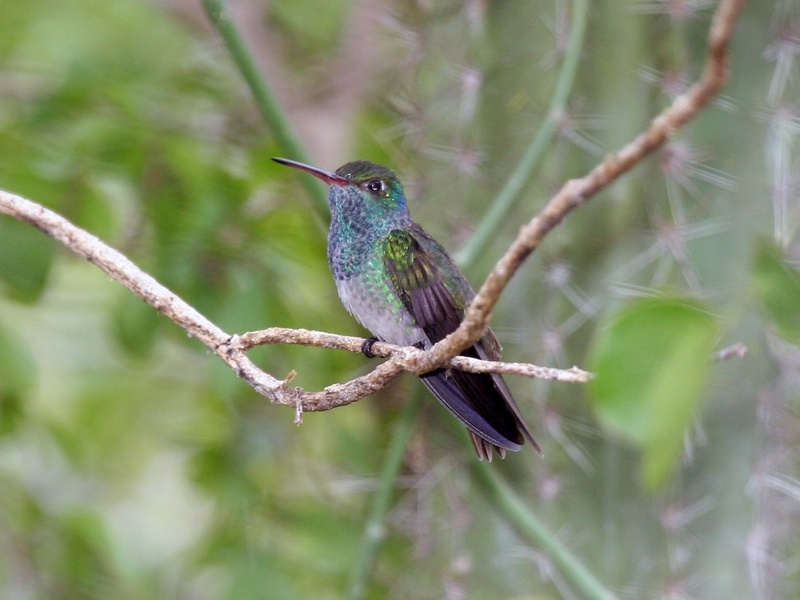 Animals Of Honduras: The Complete List - Flora Fauna Fun
