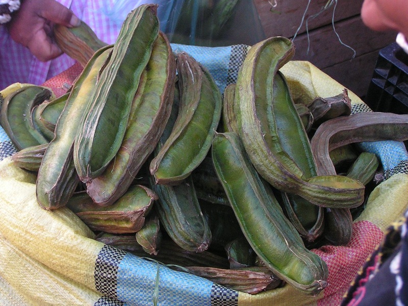 Trees of Haiti: The Complete List - Flora Fauna Fun