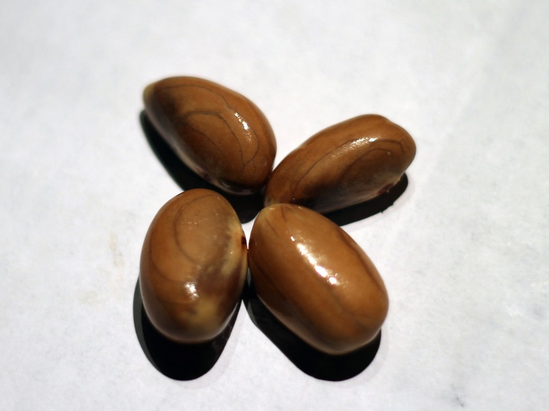 The Complete List of Tropical Rainforest Nuts - Flora Fauna Fun