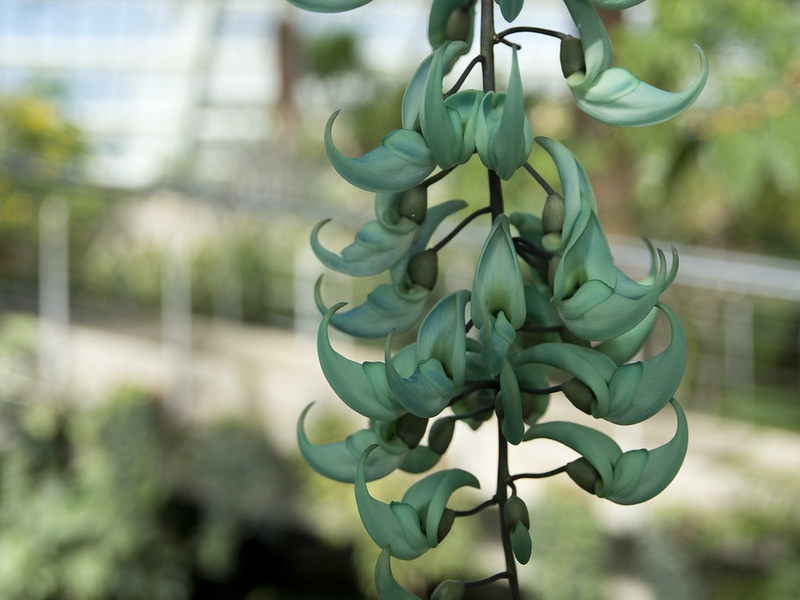 Rainforest Vines: The Complete List - Flora Fauna Fun