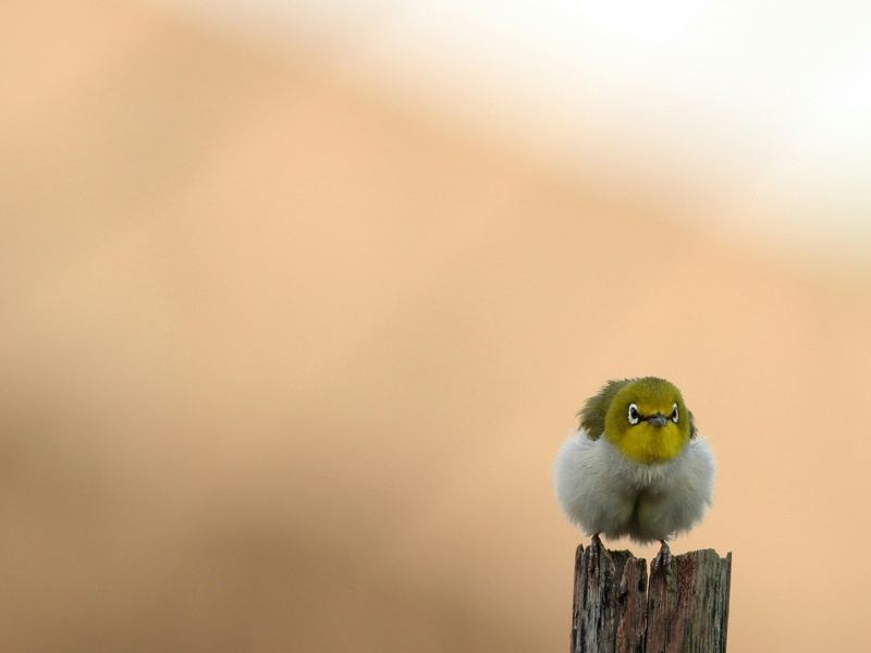 Birds of Taiwan: The Complete List - Flora Fauna Fun