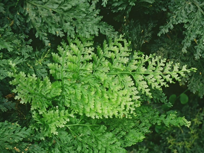 The Complete List of Ireland's Native Plants - Flora Fauna Fun