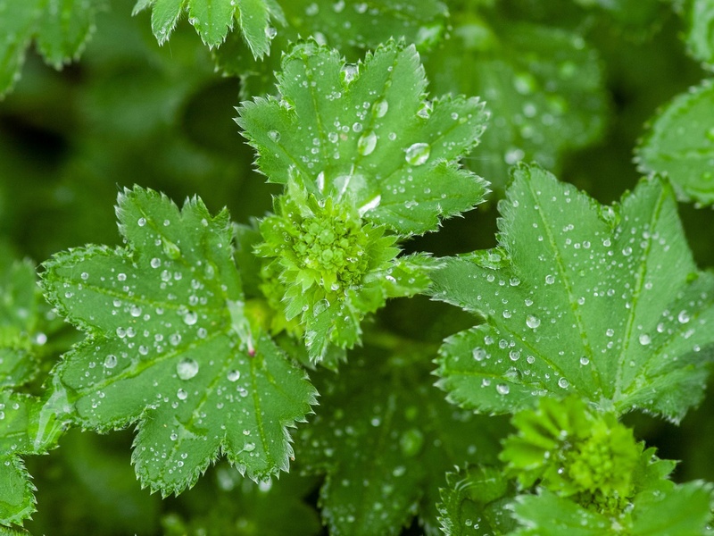 Sweden's Native Plants: The Complete List - Flora Fauna Fun