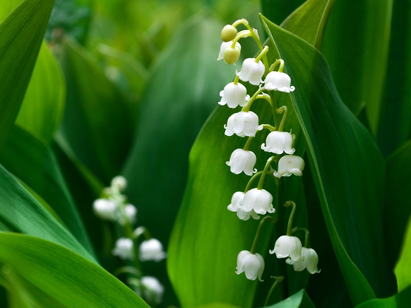 Sweden's Native Plants: The Complete List - Flora Fauna Fun