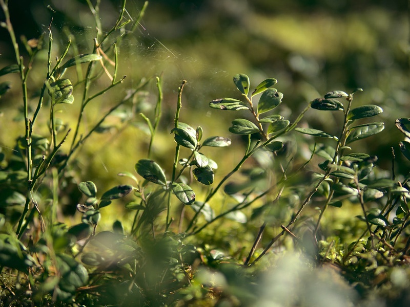 Sweden's Native Plants: The Complete List - Flora Fauna Fun
