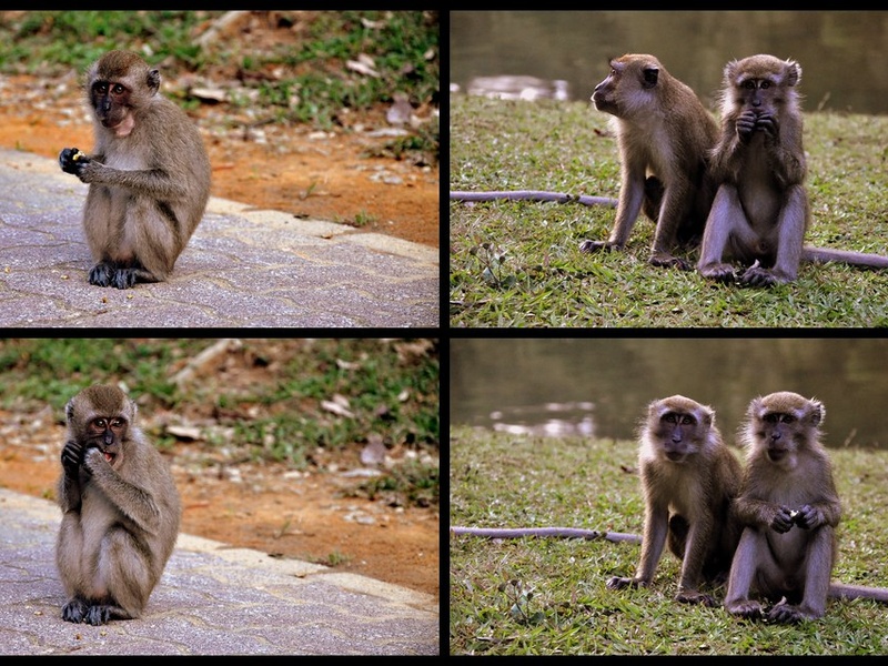 The Complete List of Asian Rainforest Animals - Flora Fauna Fun