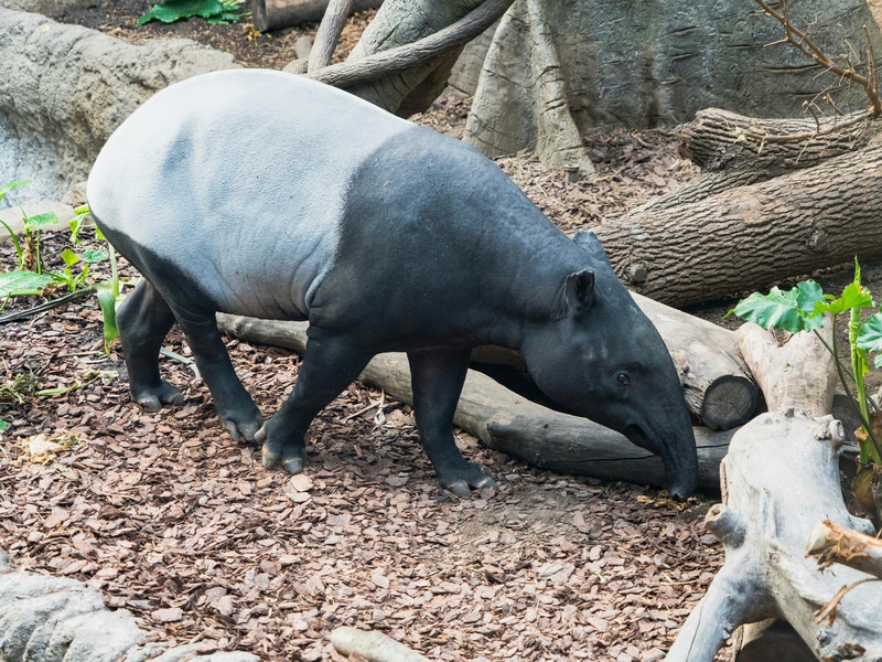 The Complete List of Big Rainforest Animals - Flora Fauna Fun