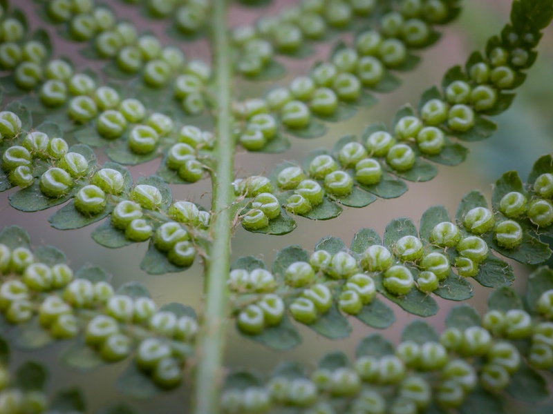 Sweden's Native Plants: The Complete List - Flora Fauna Fun