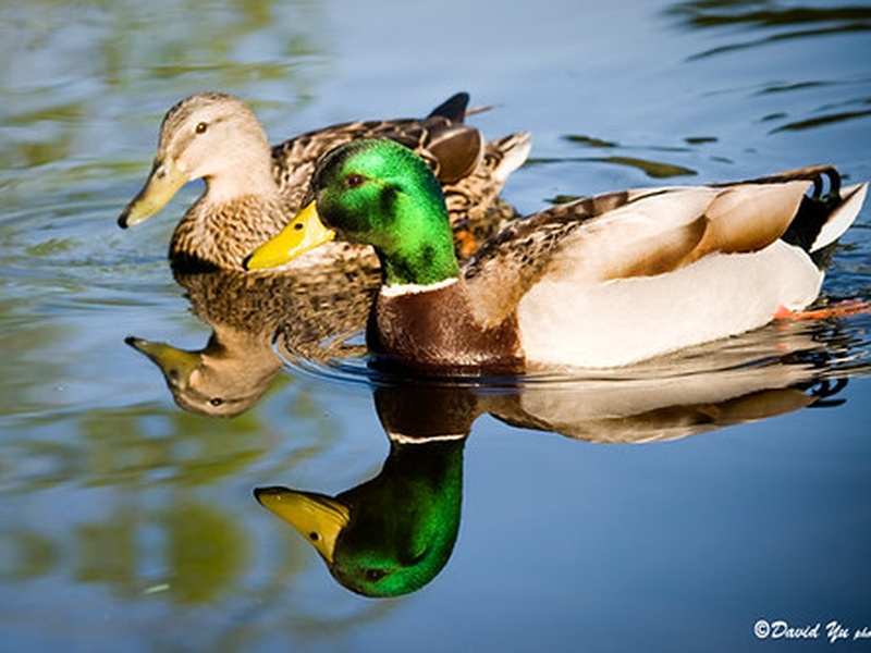 List of Austria's Native Animals - Flora Fauna Fun
