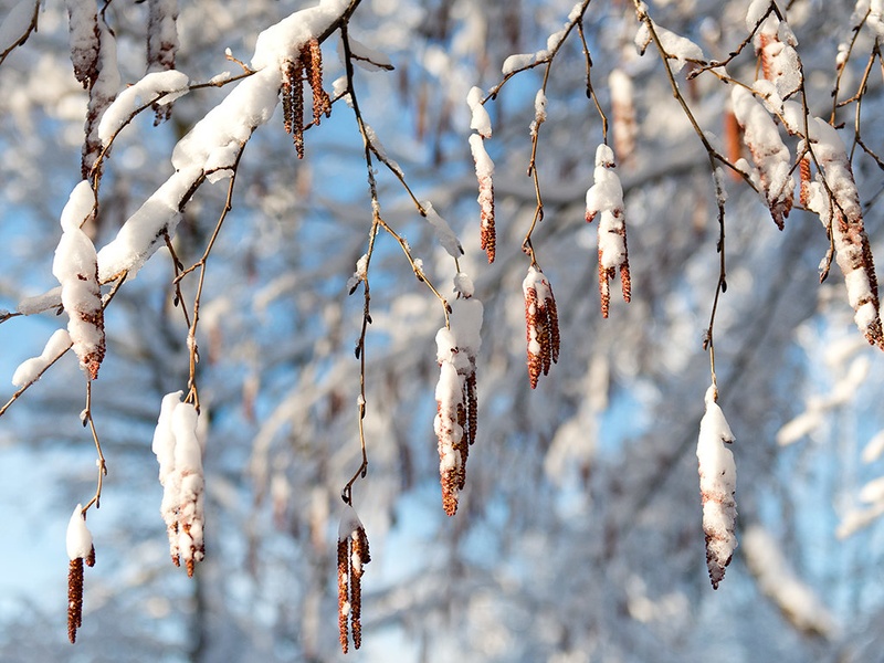 Trees Of Russia: The Complete List - Flora Fauna Fun