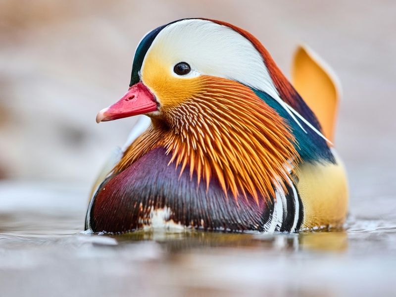 List of Beautiful Colorful Animals - Flora Fauna Fun