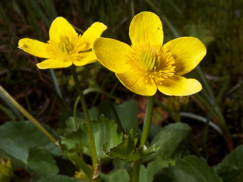 Plants of Germany: The Complete List - Flora Fauna Fun