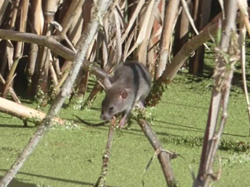 List of Swamp Secondary Consumers - Flora Fauna Fun
