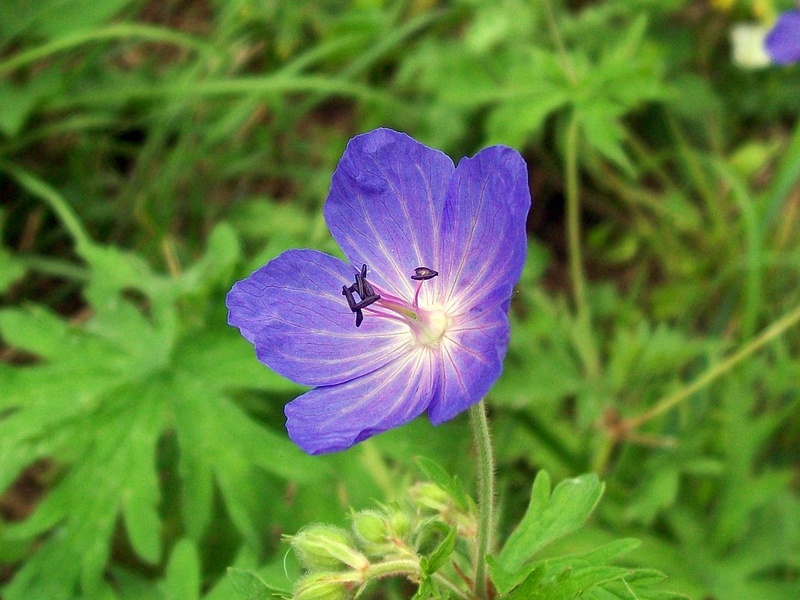 Flowers of Poland: The Complete List - Flora Fauna Fun