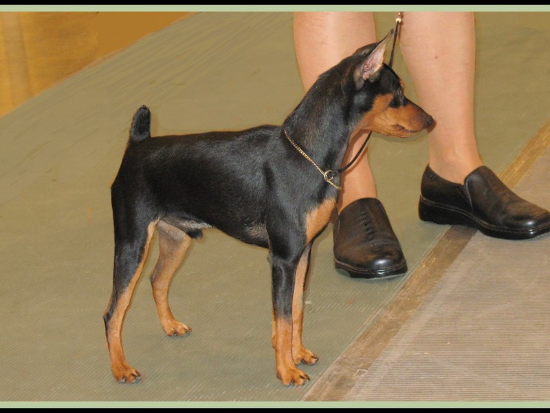 The Complete List of Short-Haired Dog Breeds - Flora Fauna Fun