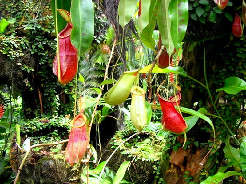 List of Amazon Rainforest Flora - Flora Fauna Fun