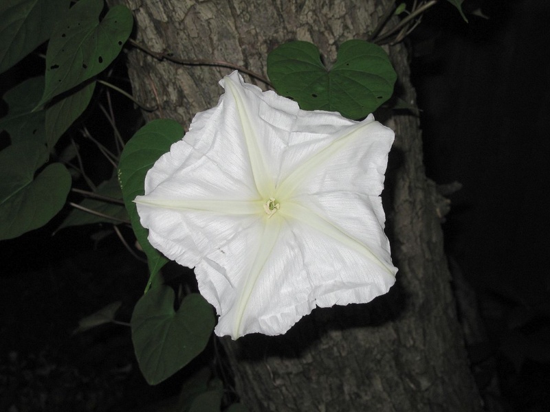 Rainforest Vines: The Complete List - Flora Fauna Fun