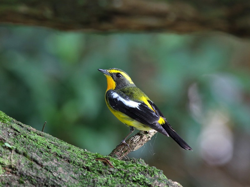 Birds of Taiwan: The Complete List - Flora Fauna Fun