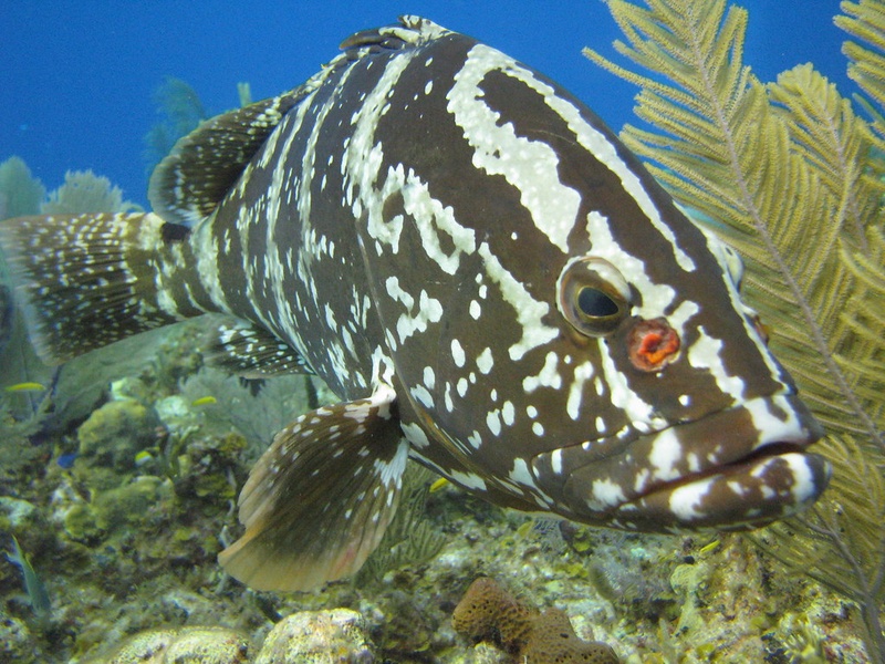 Animals Of Honduras: The Complete List - Flora Fauna Fun