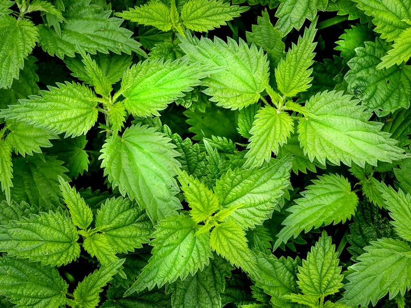 The Complete List of Ireland's Native Plants - Flora Fauna Fun