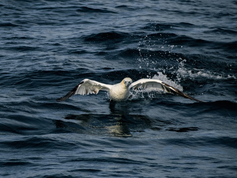 List of Scotland's Native Animals - Flora Fauna Fun