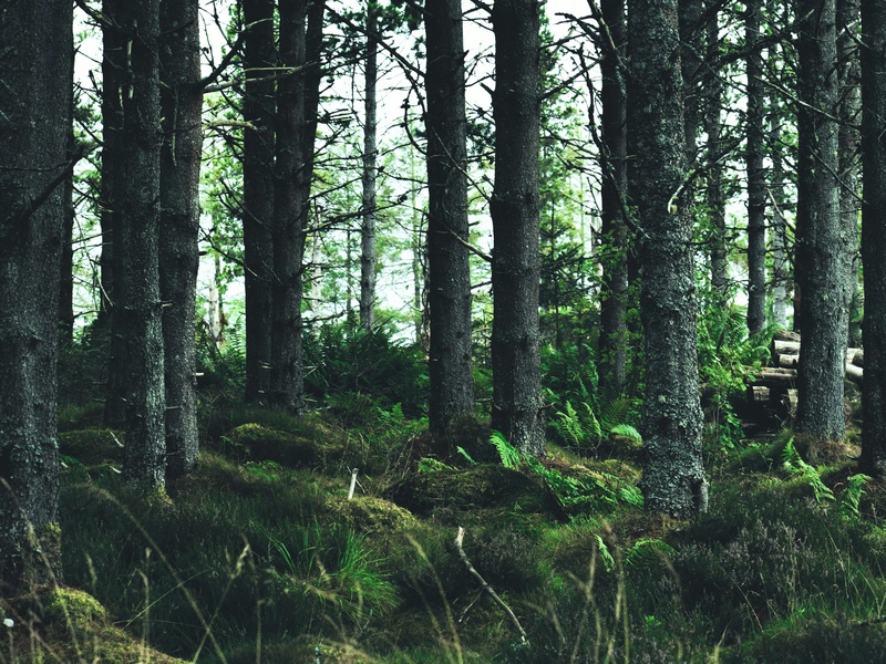 Sweden's Native Plants: The Complete List - Flora Fauna Fun