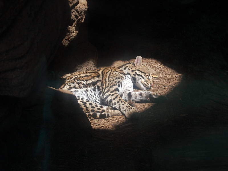 Animals Of Honduras: The Complete List - Flora Fauna Fun