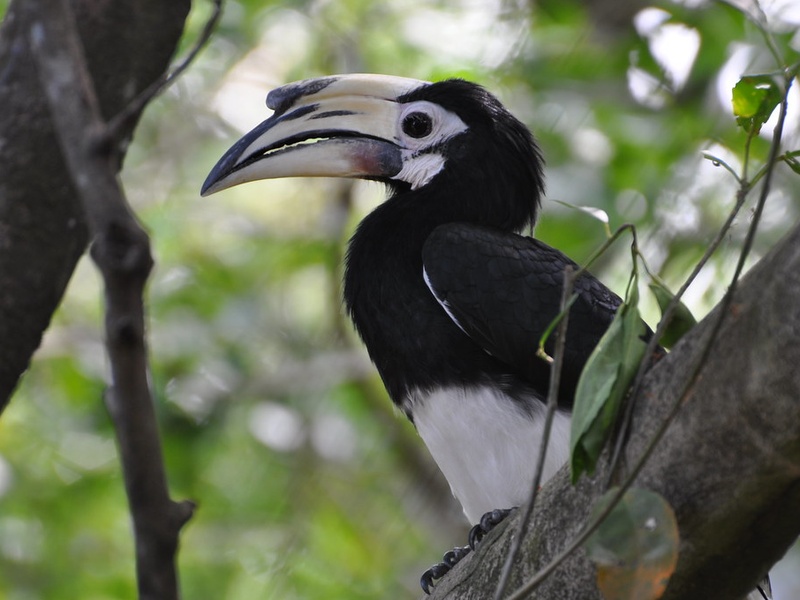 The Complete List of Asian Rainforest Animals - Flora Fauna Fun