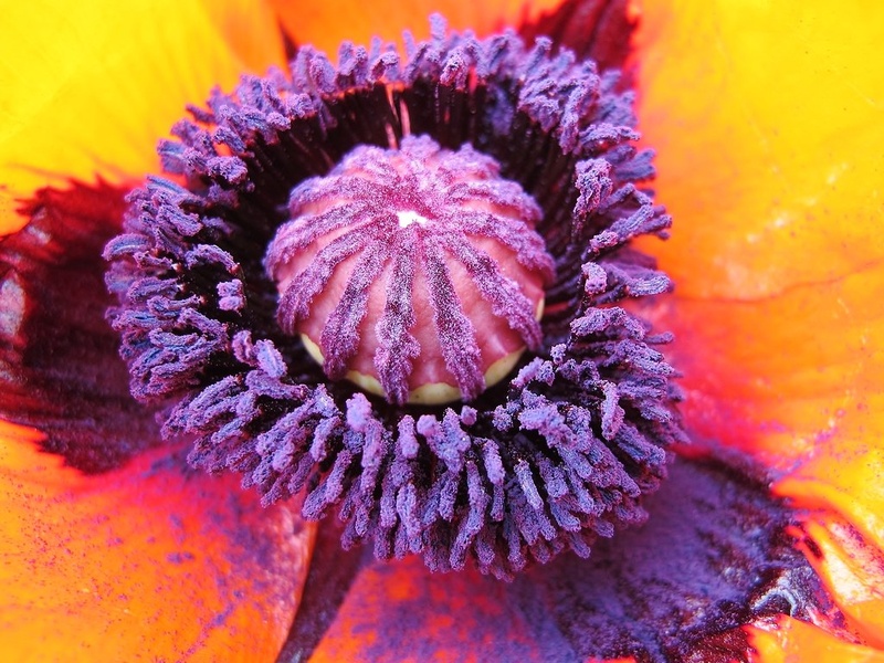 The Complete List of Big Red Flowers - Flora Fauna Fun