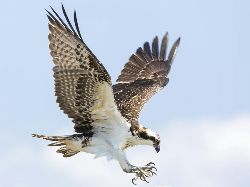 List of Scotland's Native Animals - Flora Fauna Fun