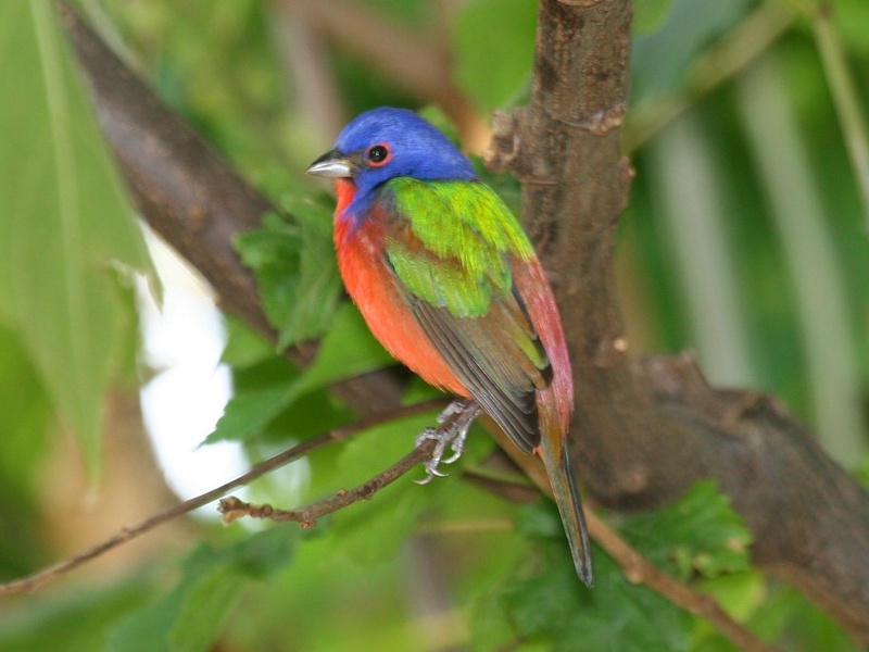 List of Beautiful Colorful Animals - Flora Fauna Fun