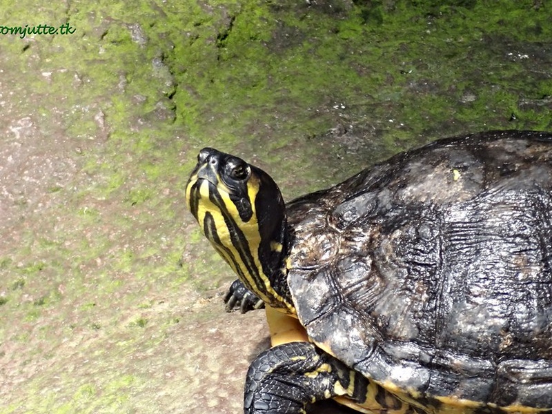 List of Swamp Secondary Consumers - Flora Fauna Fun