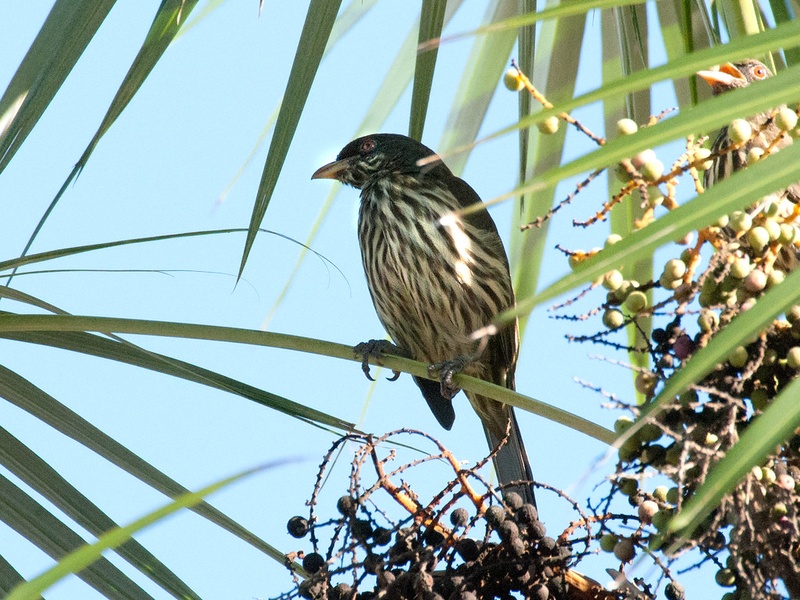 The Complete List of Dominican Republic Native Animals - Flora Fauna Fun