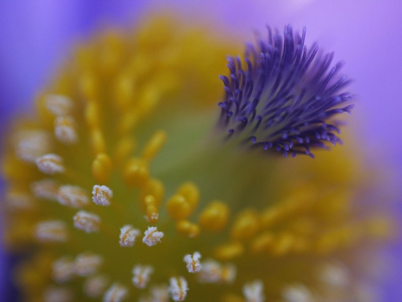 The Complete List of Flowers of North Macedonia - Flora Fauna Fun