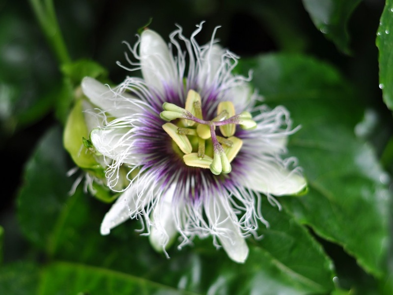 Plants Of Barbados: The Complete List - Flora Fauna Fun