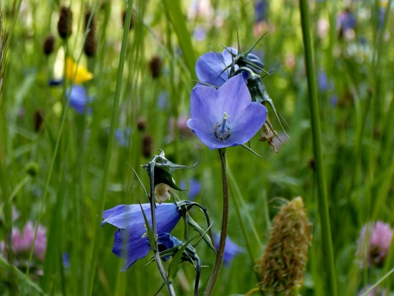 Flowers of Poland: The Complete List - Flora Fauna Fun