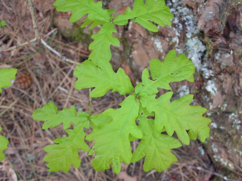 Trees of Scotland: The Complete List - Flora Fauna Fun