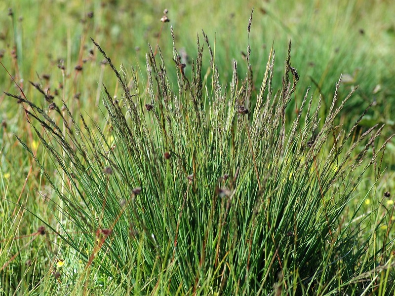 The Complete List of Ireland's Native Plants - Flora Fauna Fun