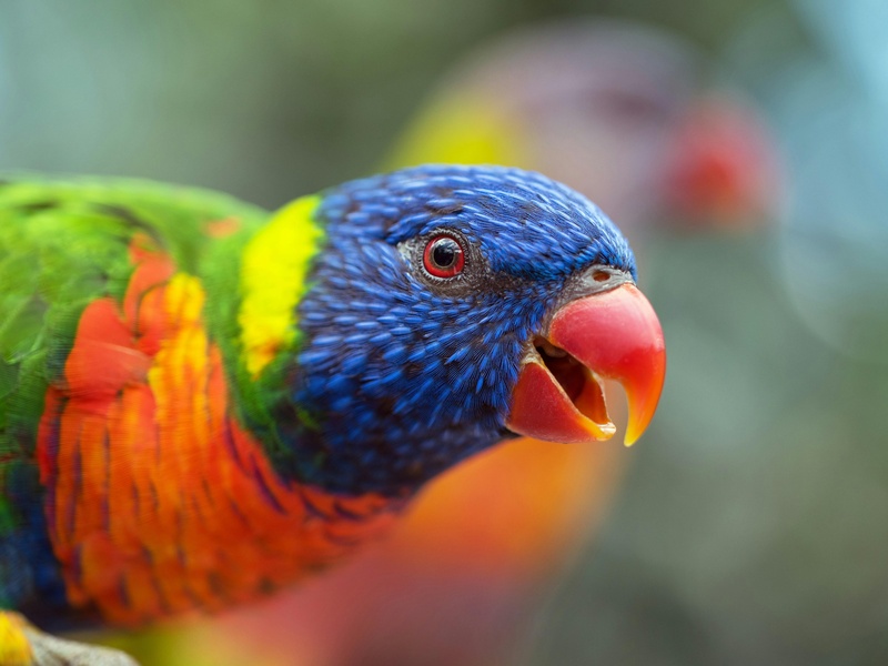 List of Beautiful Colorful Animals - Flora Fauna Fun
