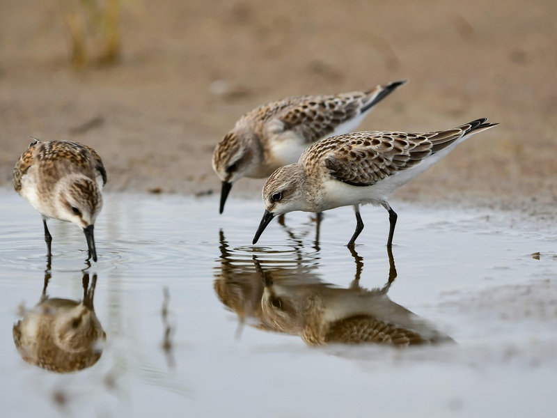 Birds of Taiwan: The Complete List - Flora Fauna Fun