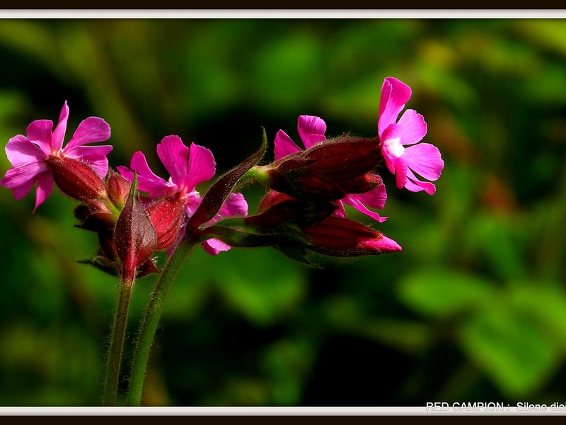 The Complete List of Ireland's Native Plants - Flora Fauna Fun